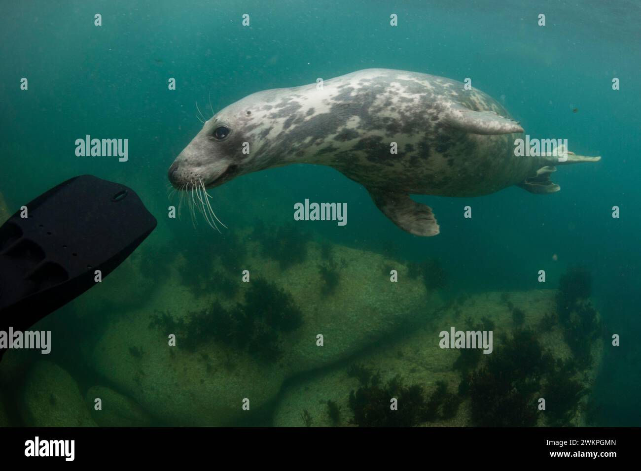 Grey seals, Lundy, Devon UK Stock Photo - Alamy