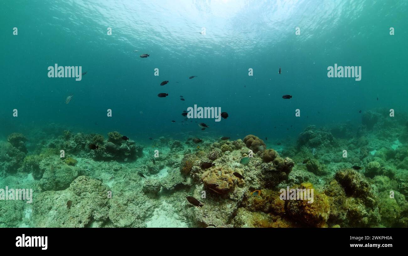 Coral scene and fish undersea life. Reefs in tropical sea Stock Photo ...