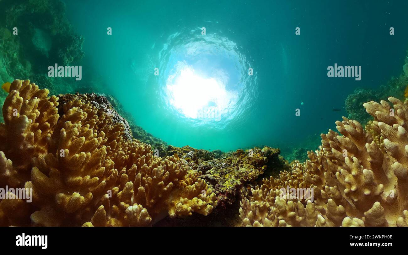 Coral garden underwater, tropical fish scene. Marine life under the sea ...