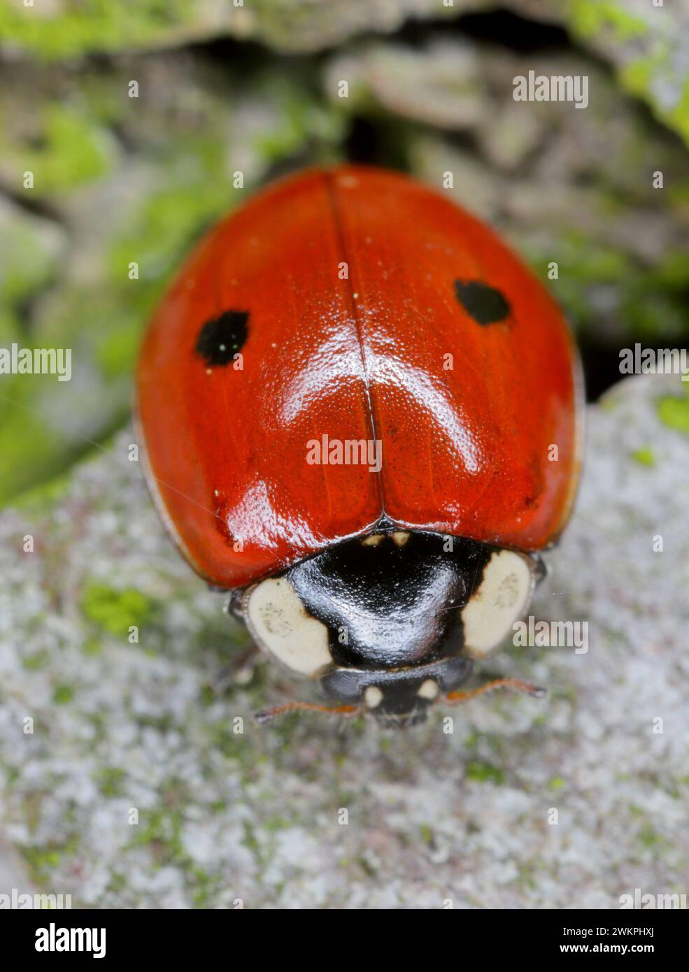Two spotted lady beetle (Adalia bipunctata Stock Photo - Alamy