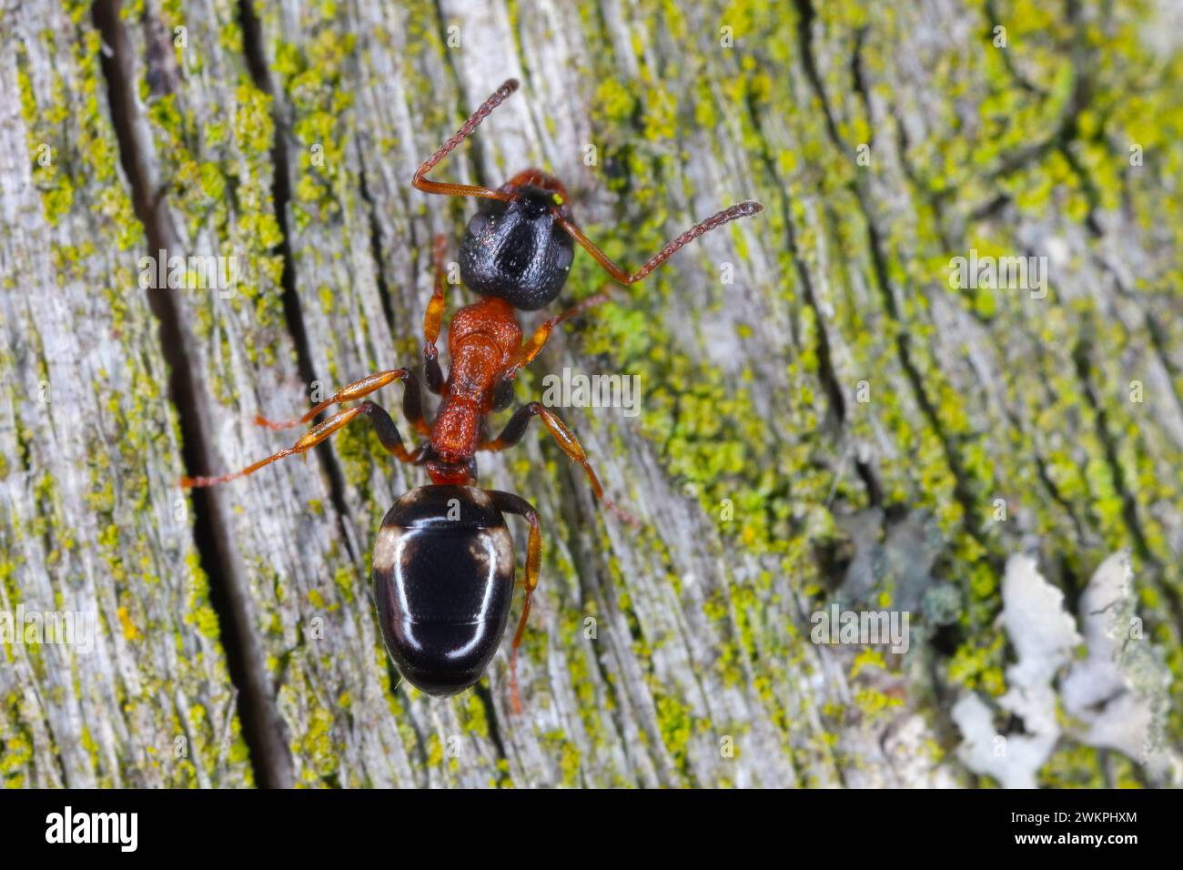 Dolichoderus quadripunctatus (Dolichoderus quadripunctatus), ant on ...