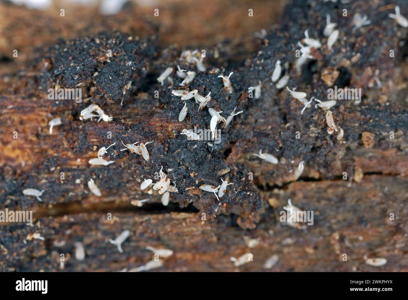 Eggs of common fruit fly or vinegar fly - Drosophila melanogaster ...
