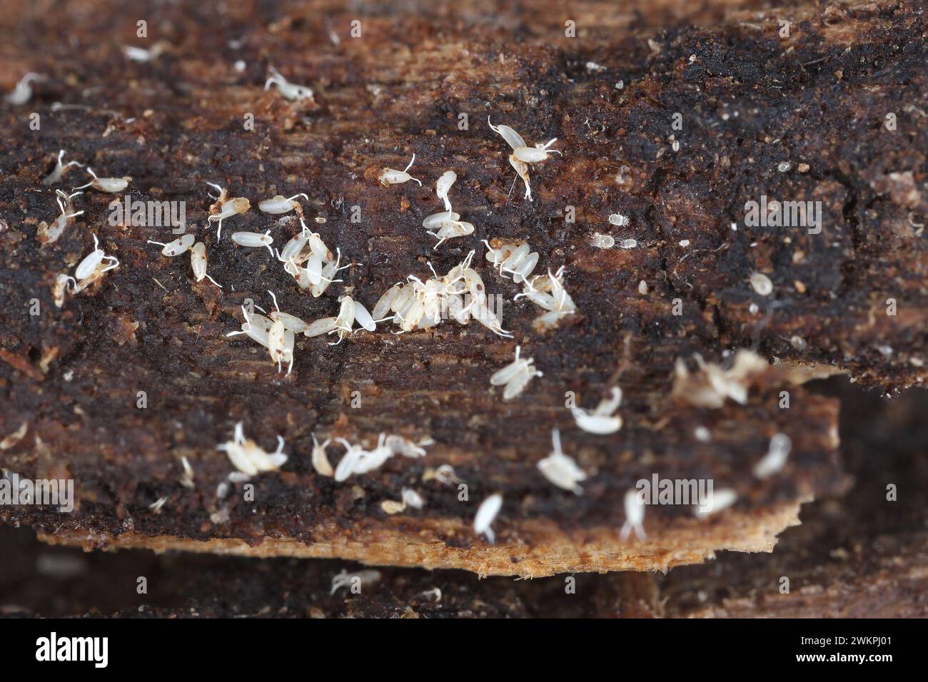 Drosophila melanogaster larvae hi-res stock photography and images - Alamy