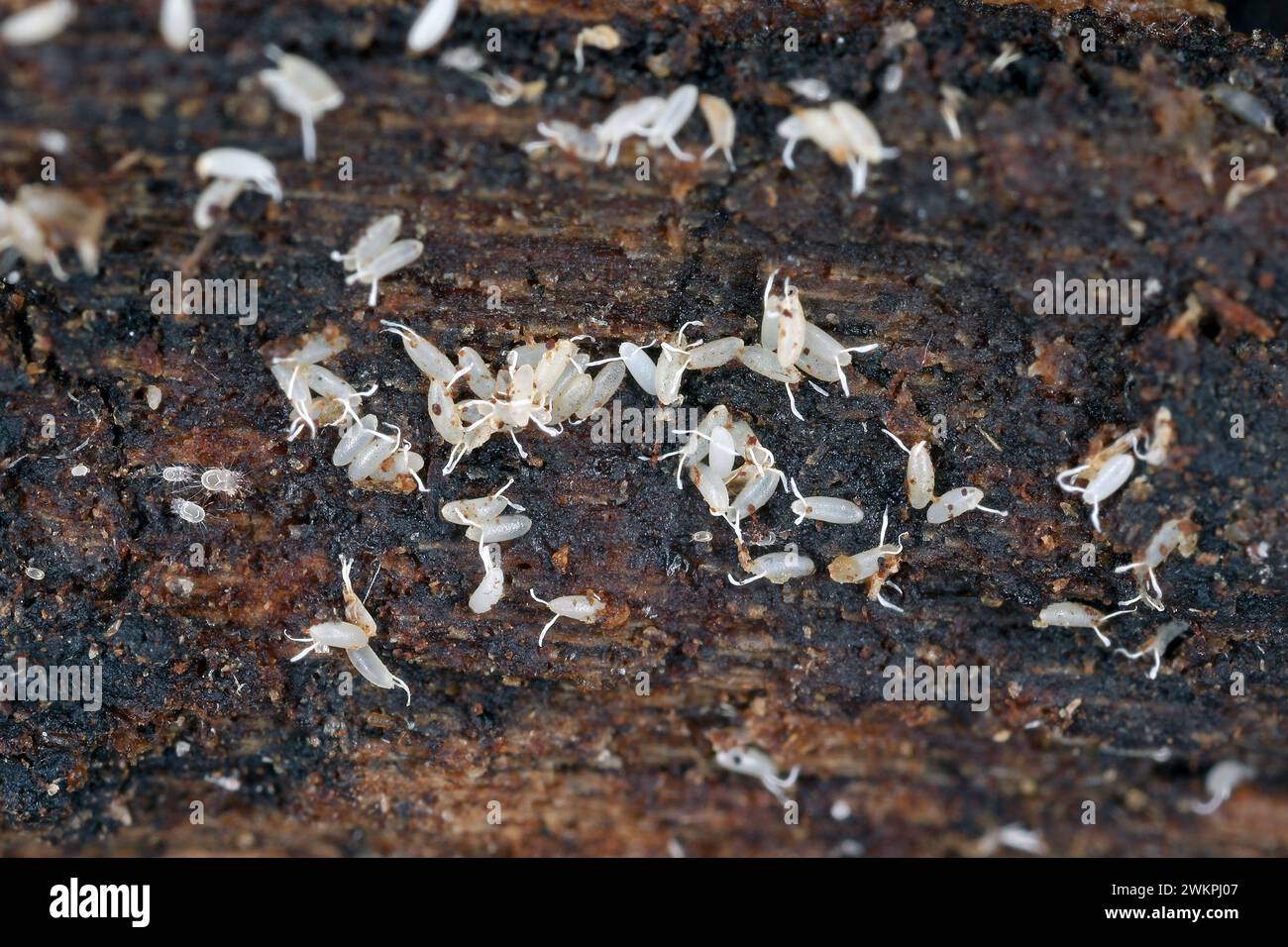 Eggs of common fruit fly or vinegar fly - Drosophila melanogaster ...