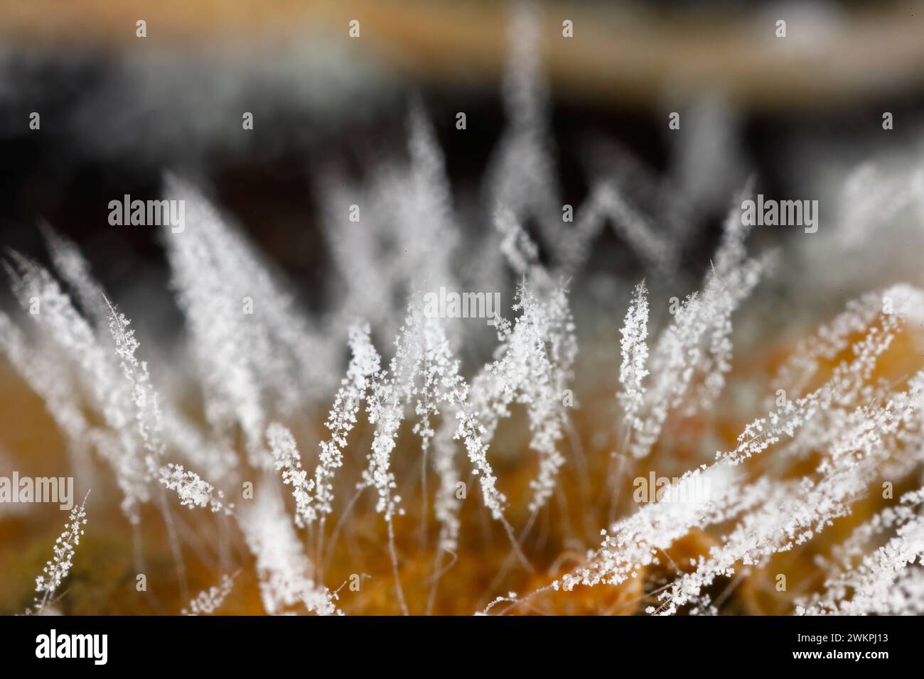 Dangerous mold fungus on wall hi-res stock photography and images - Alamy