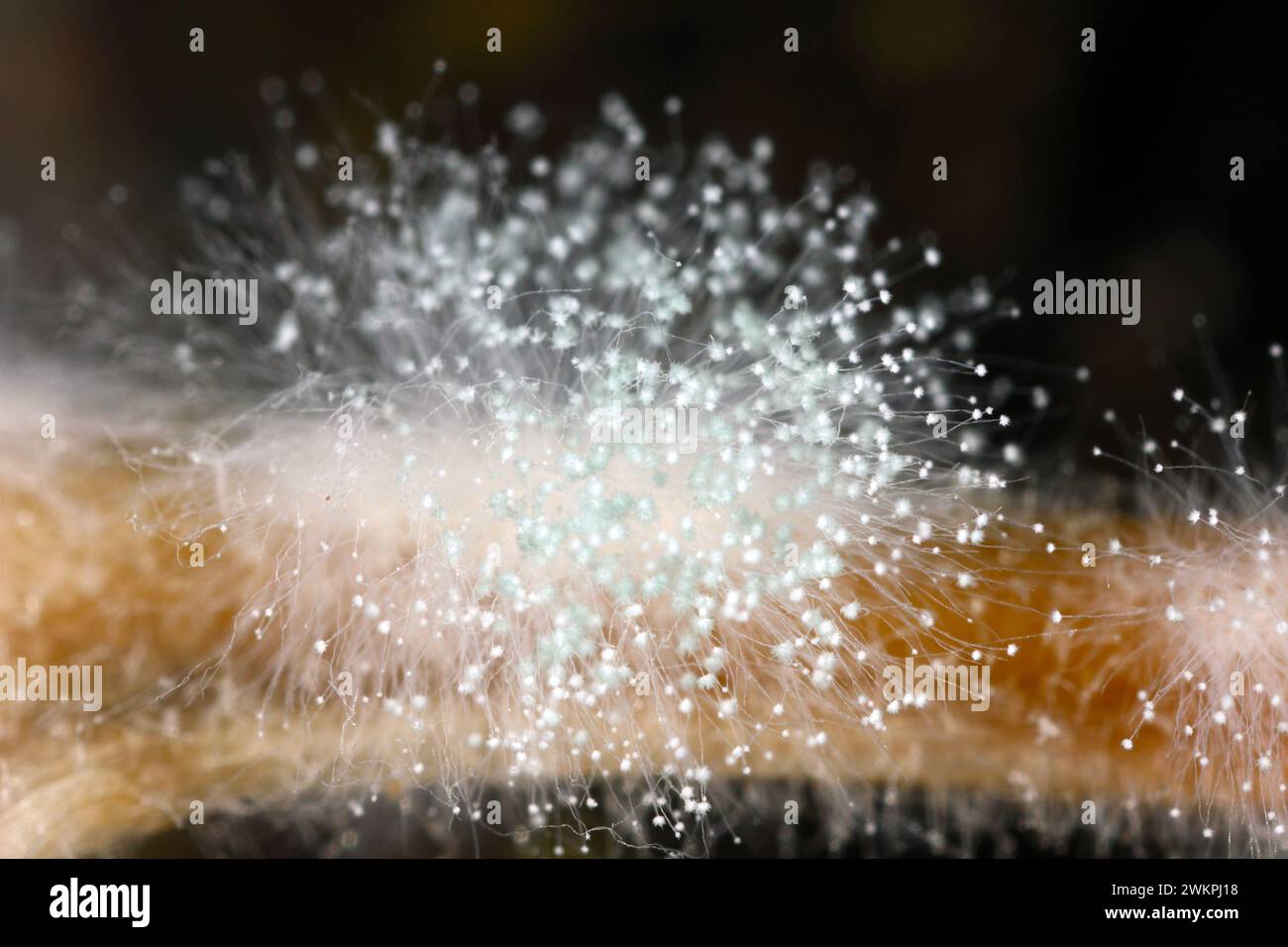 Mold, growing on rotten food products in the house dangerous to health ...