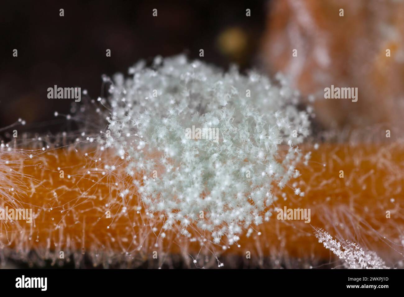 Mold, growing on rotten food products in the house dangerous to health ...