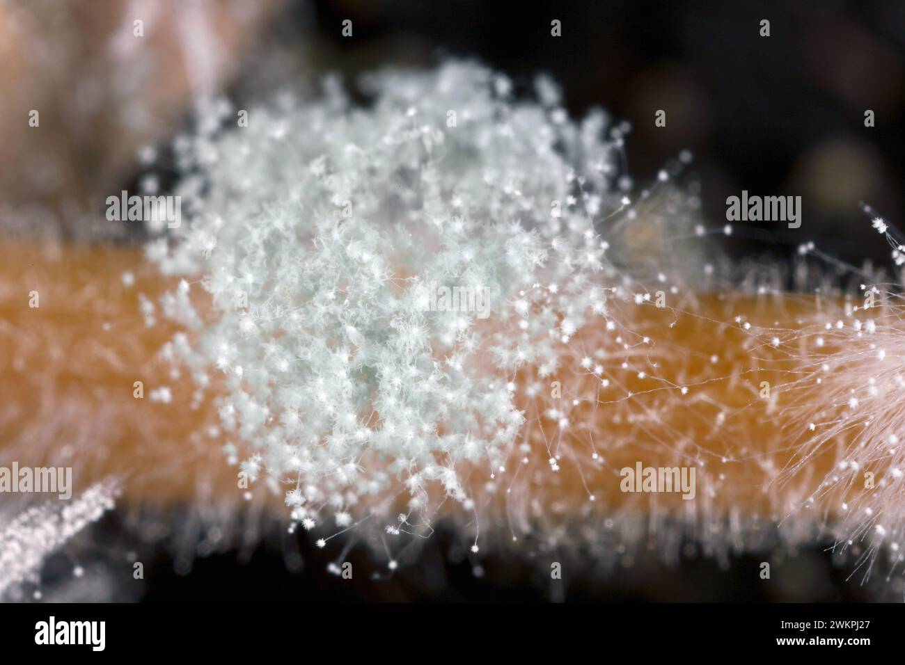 Dangerous mold fungus on wall hi-res stock photography and images - Alamy