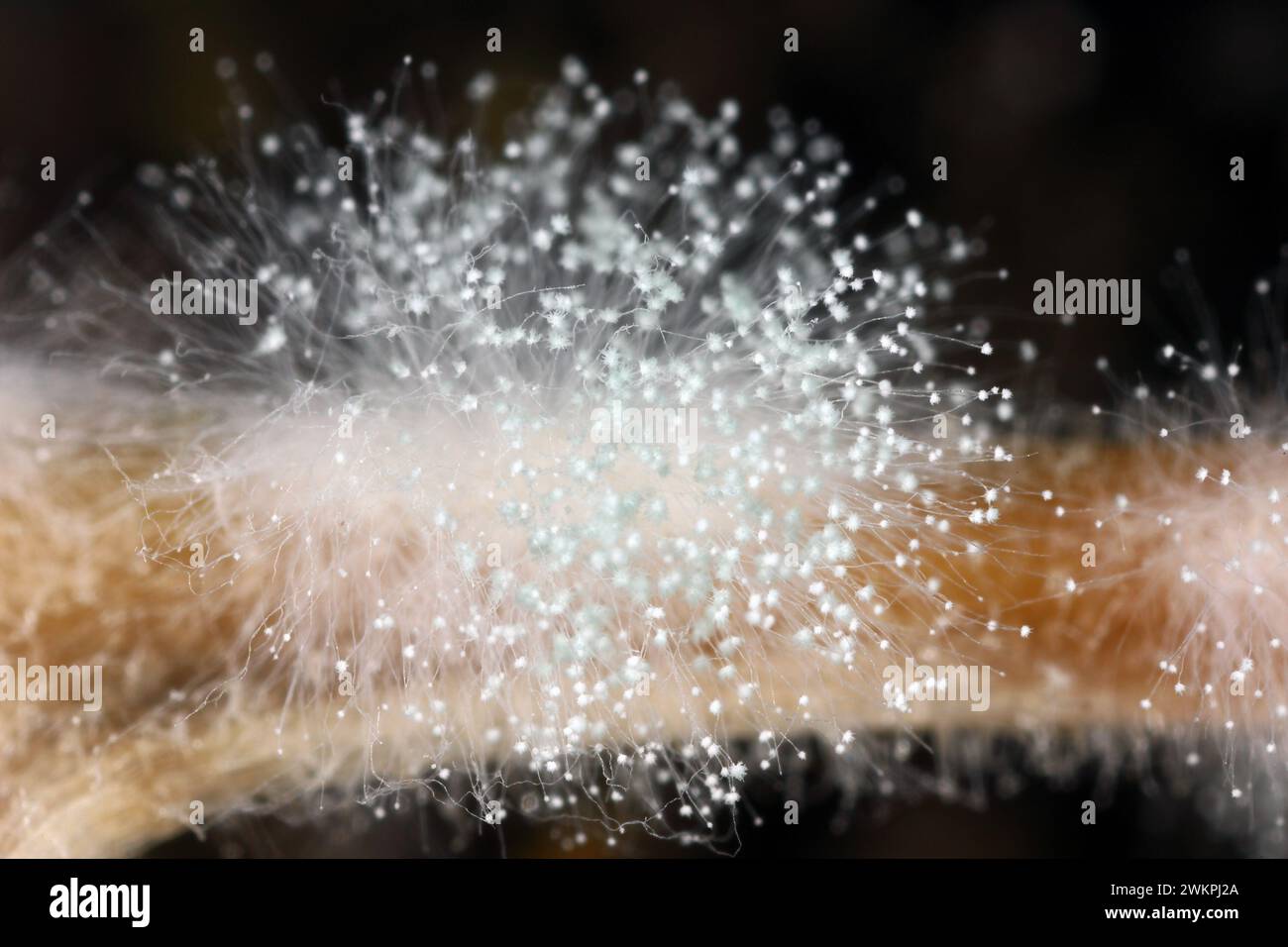 Dangerous mold fungus on wall hi-res stock photography and images - Alamy