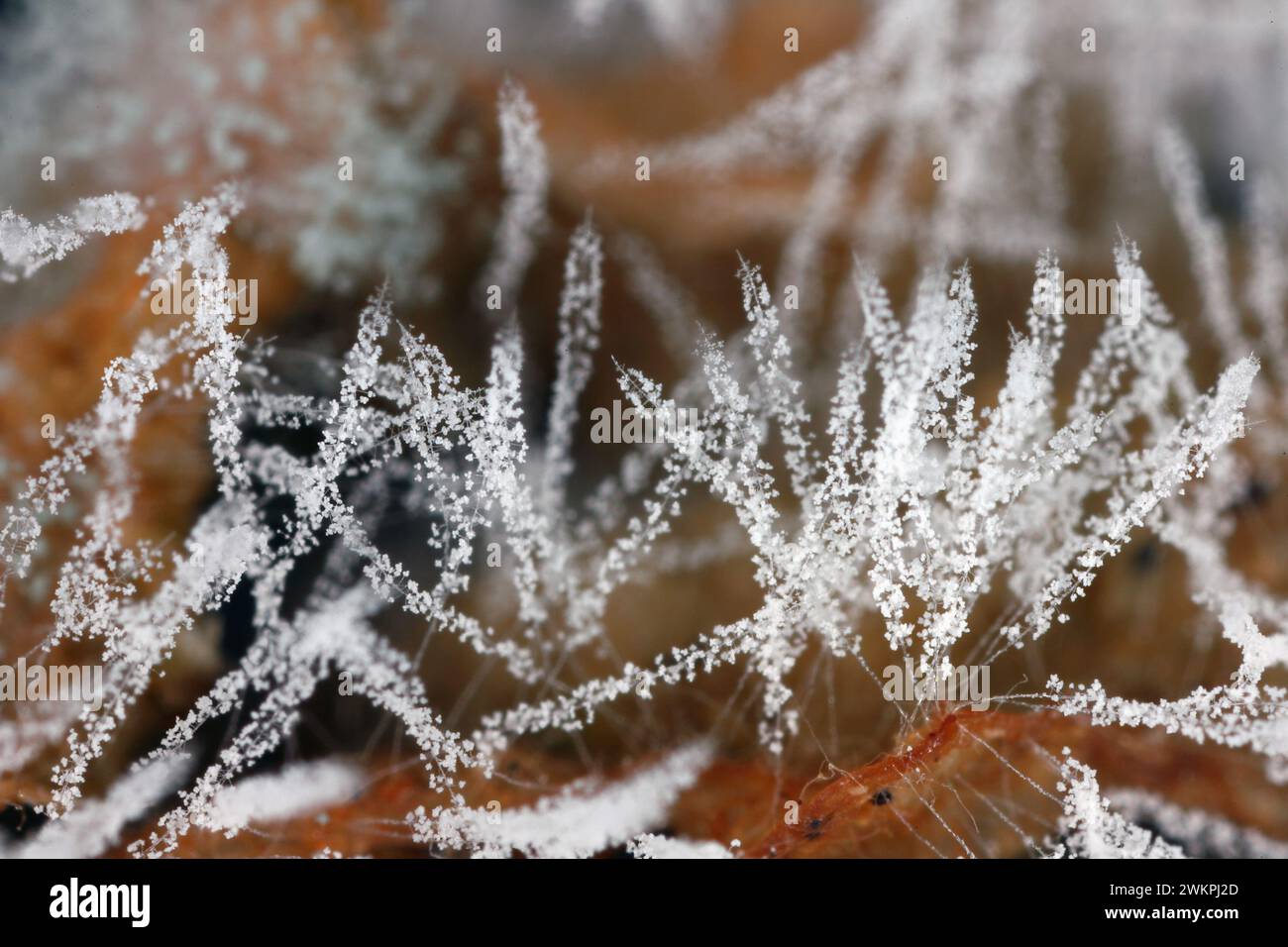 Mold, growing on rotten food products in the house dangerous to health ...