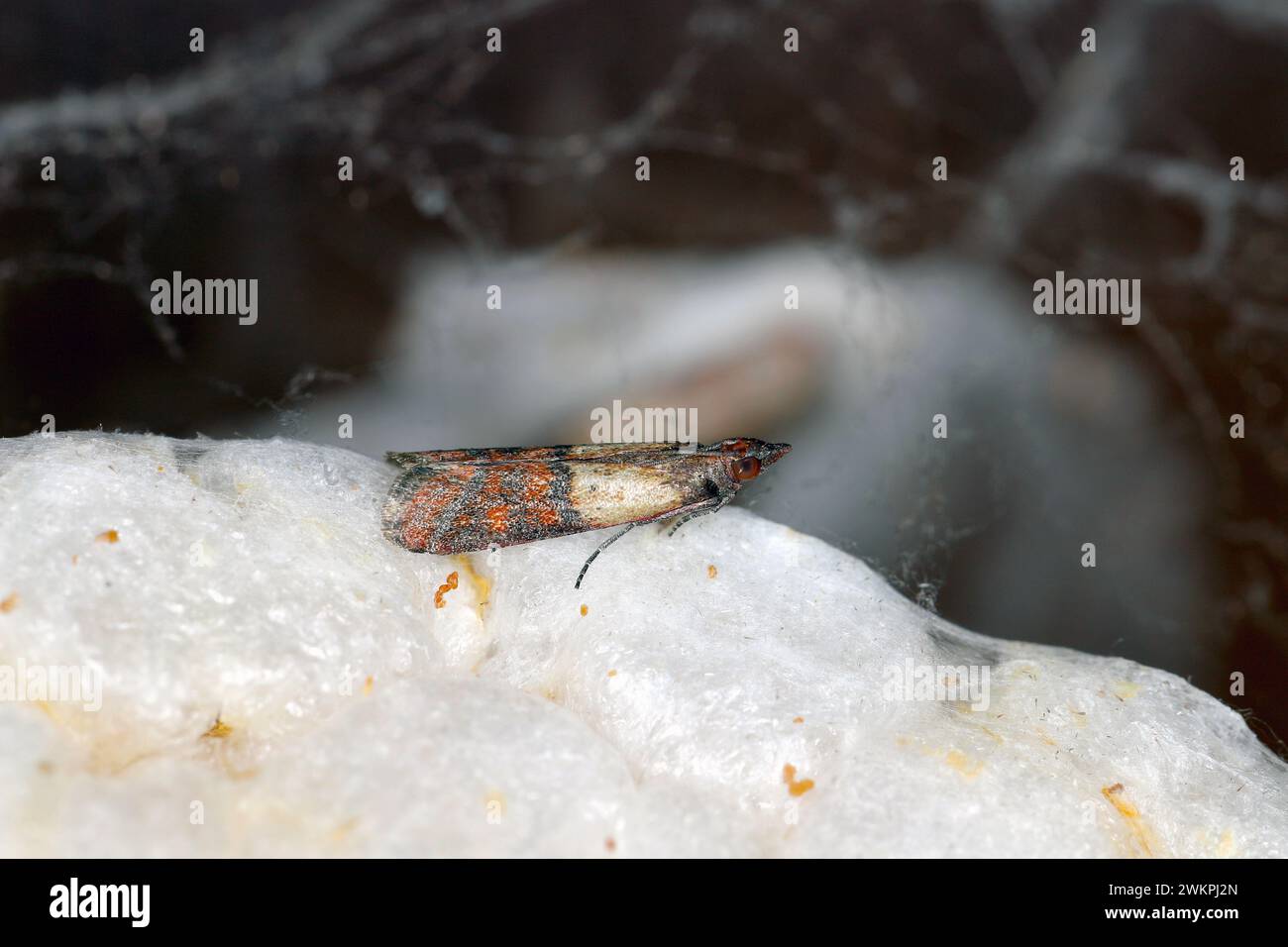 Indian meal moth or mealmoth (Plodia interpunctella) moth of storage ...
