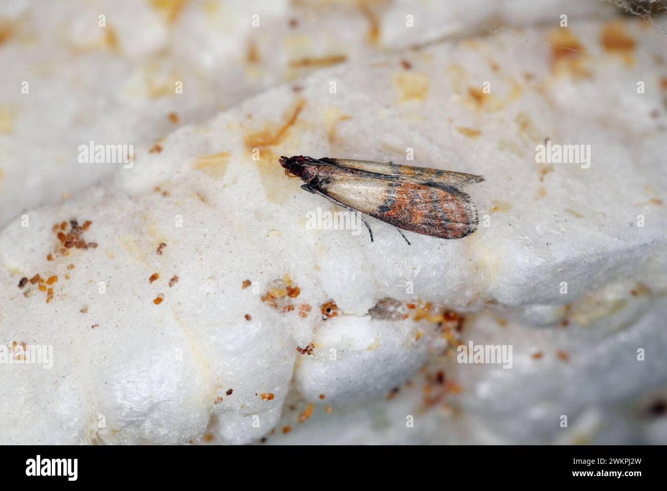 Indian meal moth (Plodia interpunctella), adult Stock Photo - Alamy