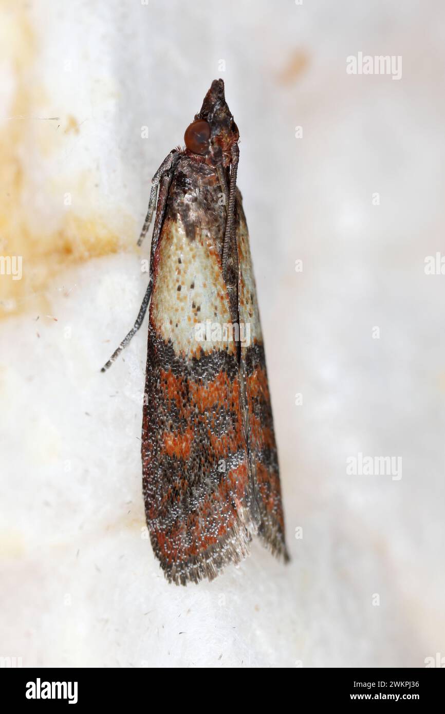 Indian meal moth (Plodia interpunctella), imago Stock Photo - Alamy