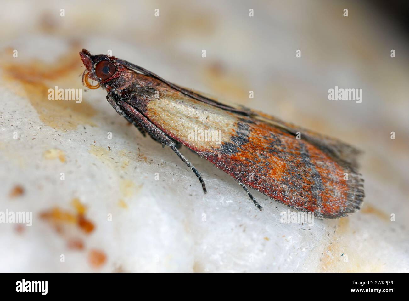 Indian meal moth (Plodia interpunctella), adult Stock Photo - Alamy