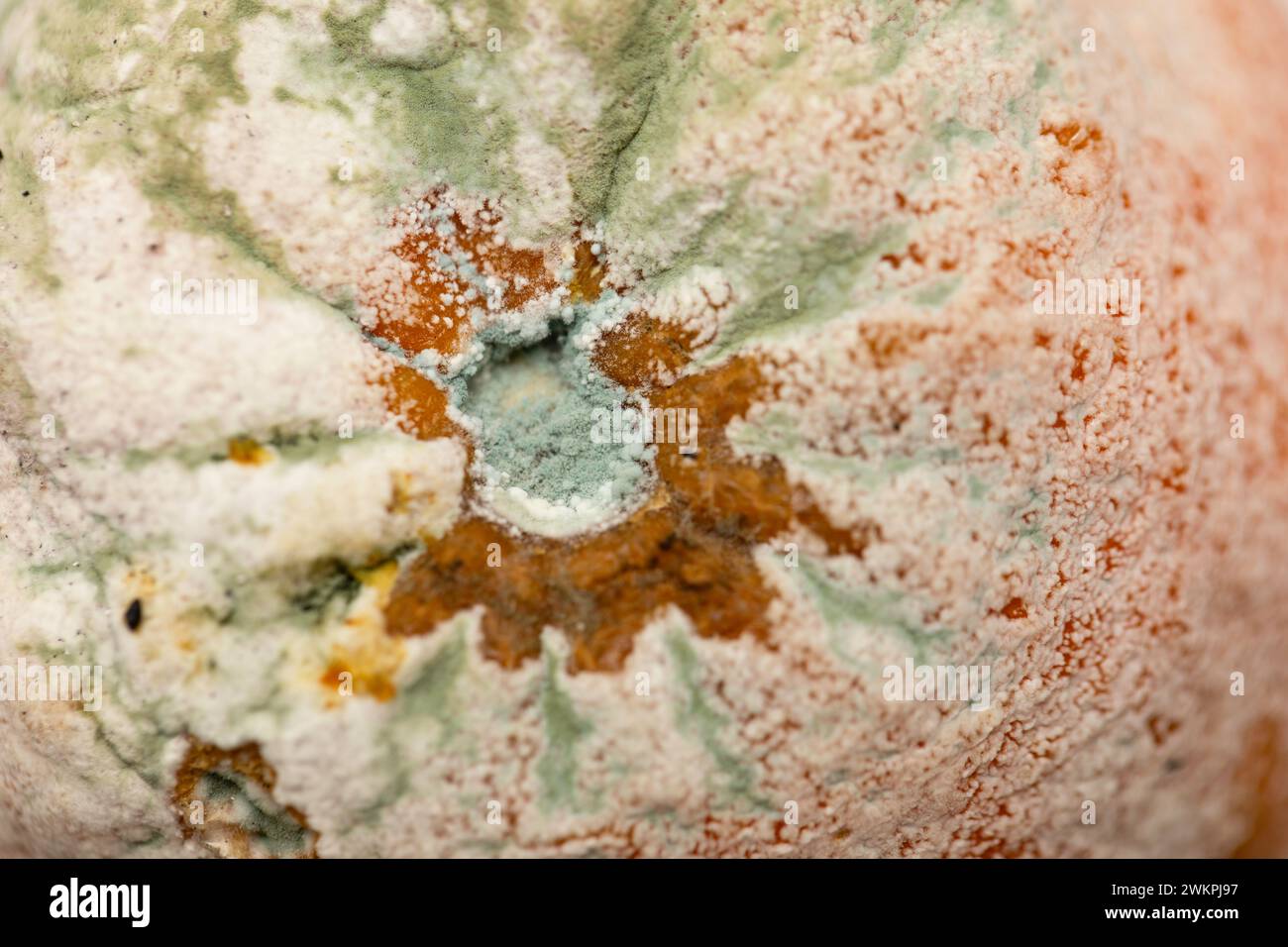 Moldy, over-ripe tangerine, colorful and various molds on the skin of ...