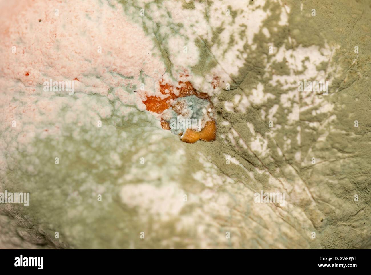 Moldy, over-ripe tangerine, colorful and various molds on the skin of ...