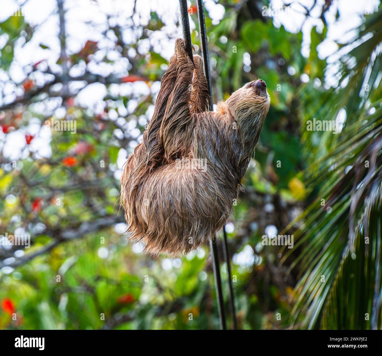 Sloth costa rica eyes hi-res stock photography and images - Alamy