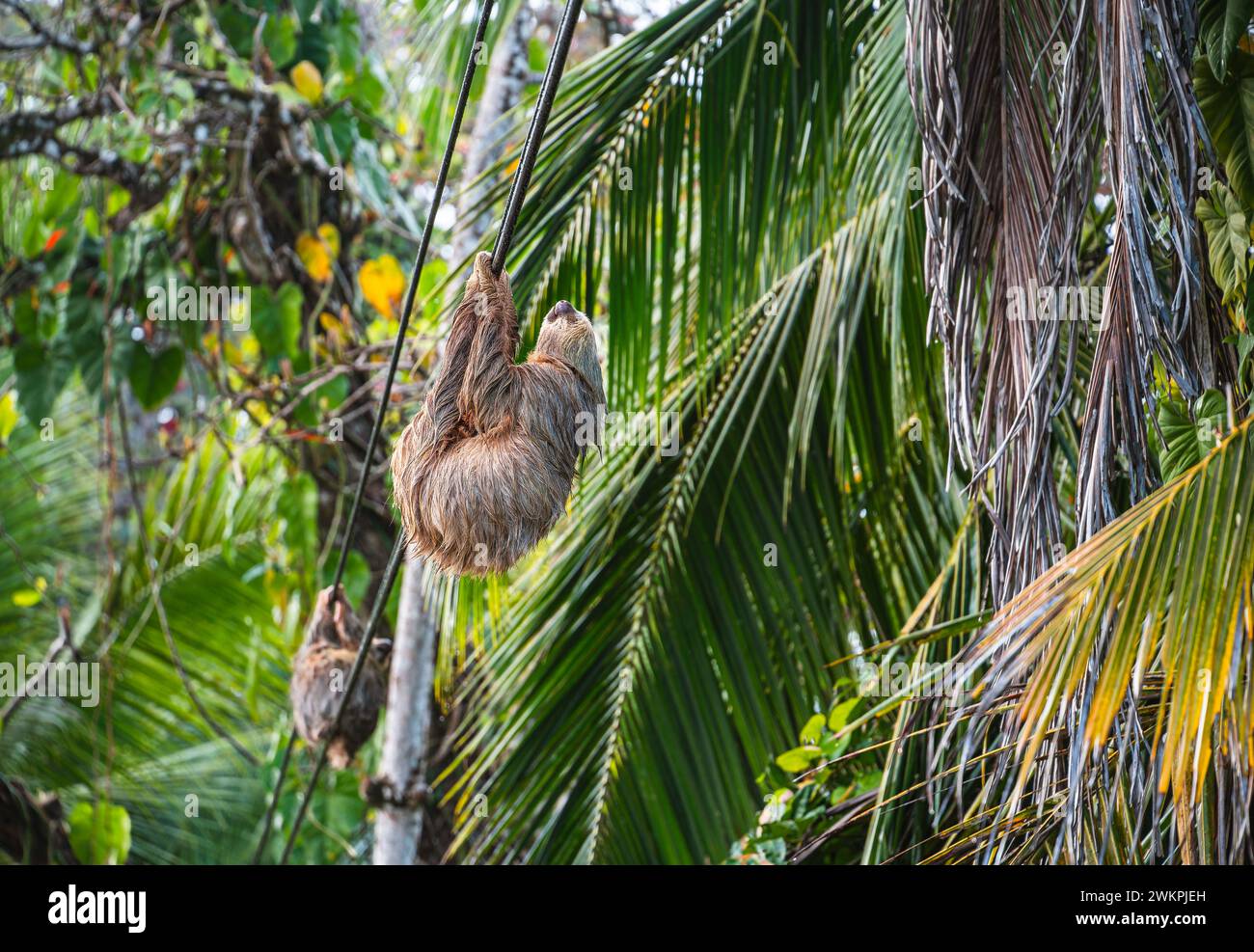 Sloth costa rica eyes hi-res stock photography and images - Alamy