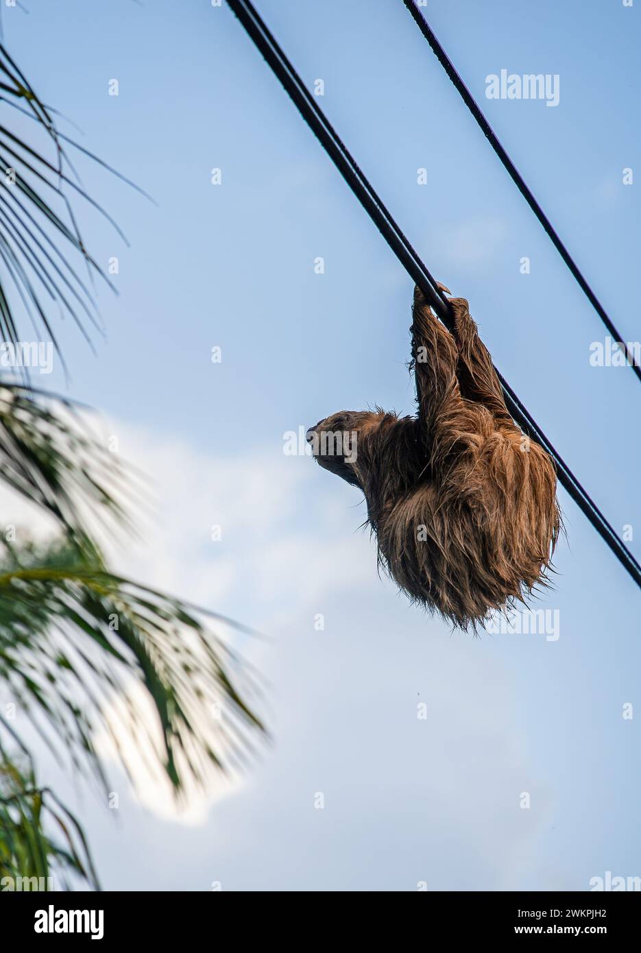 Sloth costa rica eyes hi-res stock photography and images - Alamy