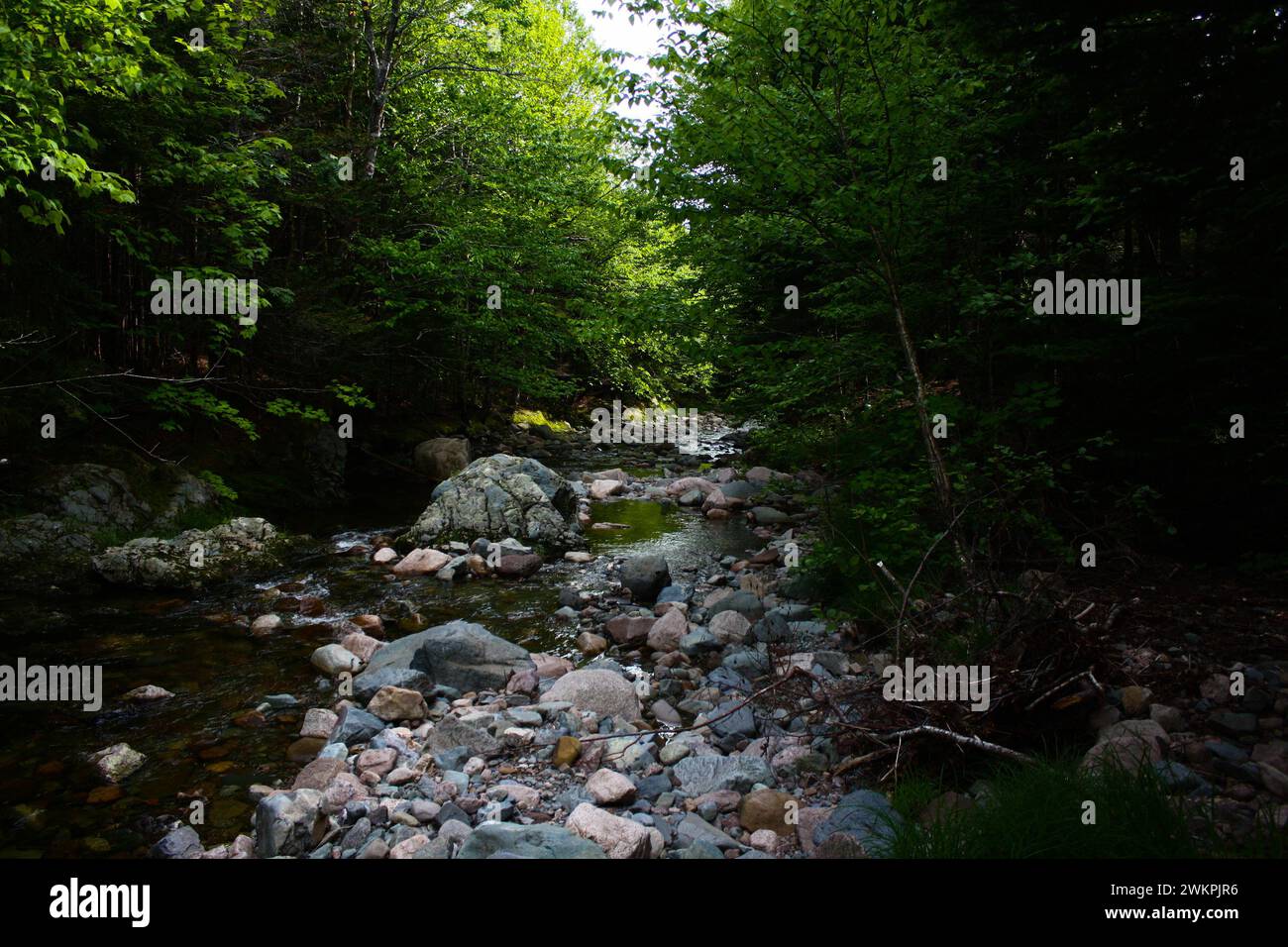 Creek among forest hi-res stock photography and images - Alamy
