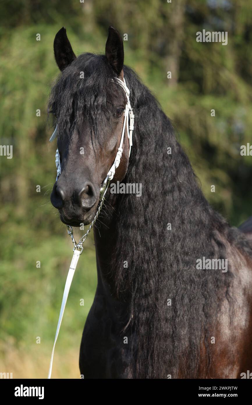 Amazing friesian mare with long mane, with white bridle Stock Photo - Alamy