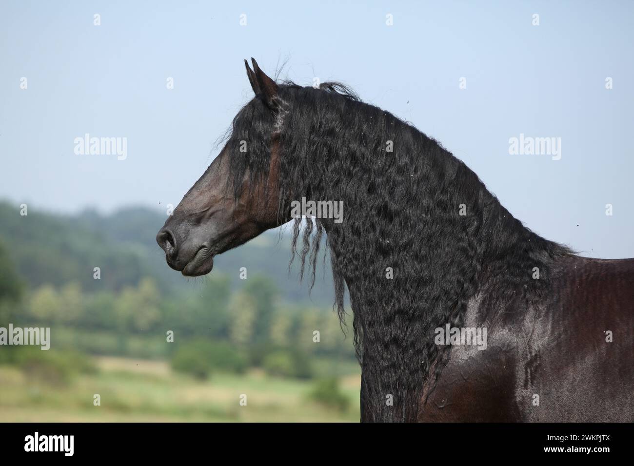 Nice friesian mare with long mane on pasturage in summer Stock Photo ...