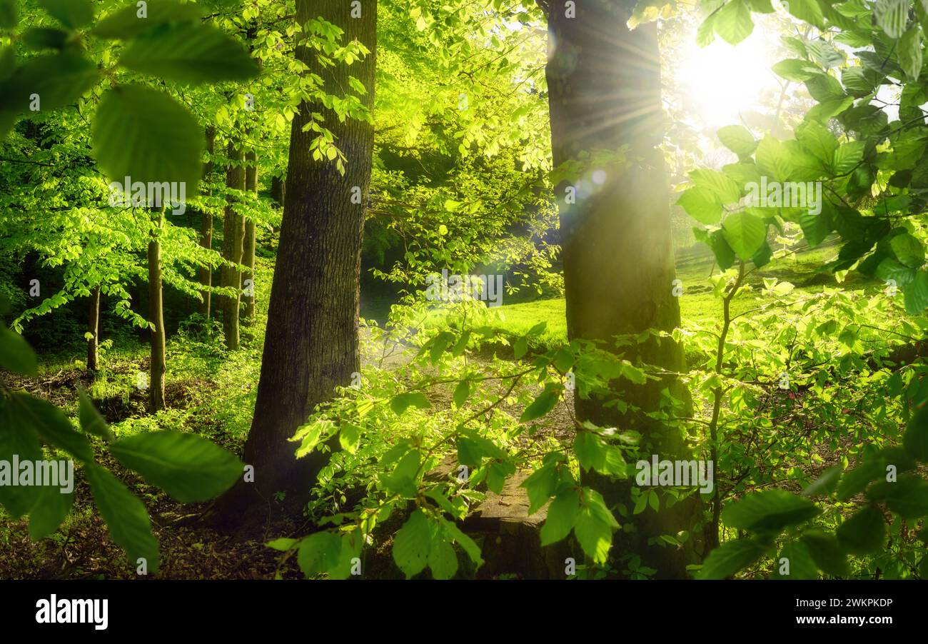 Woodland scenery with the sun shining behind lush green trees, with ...