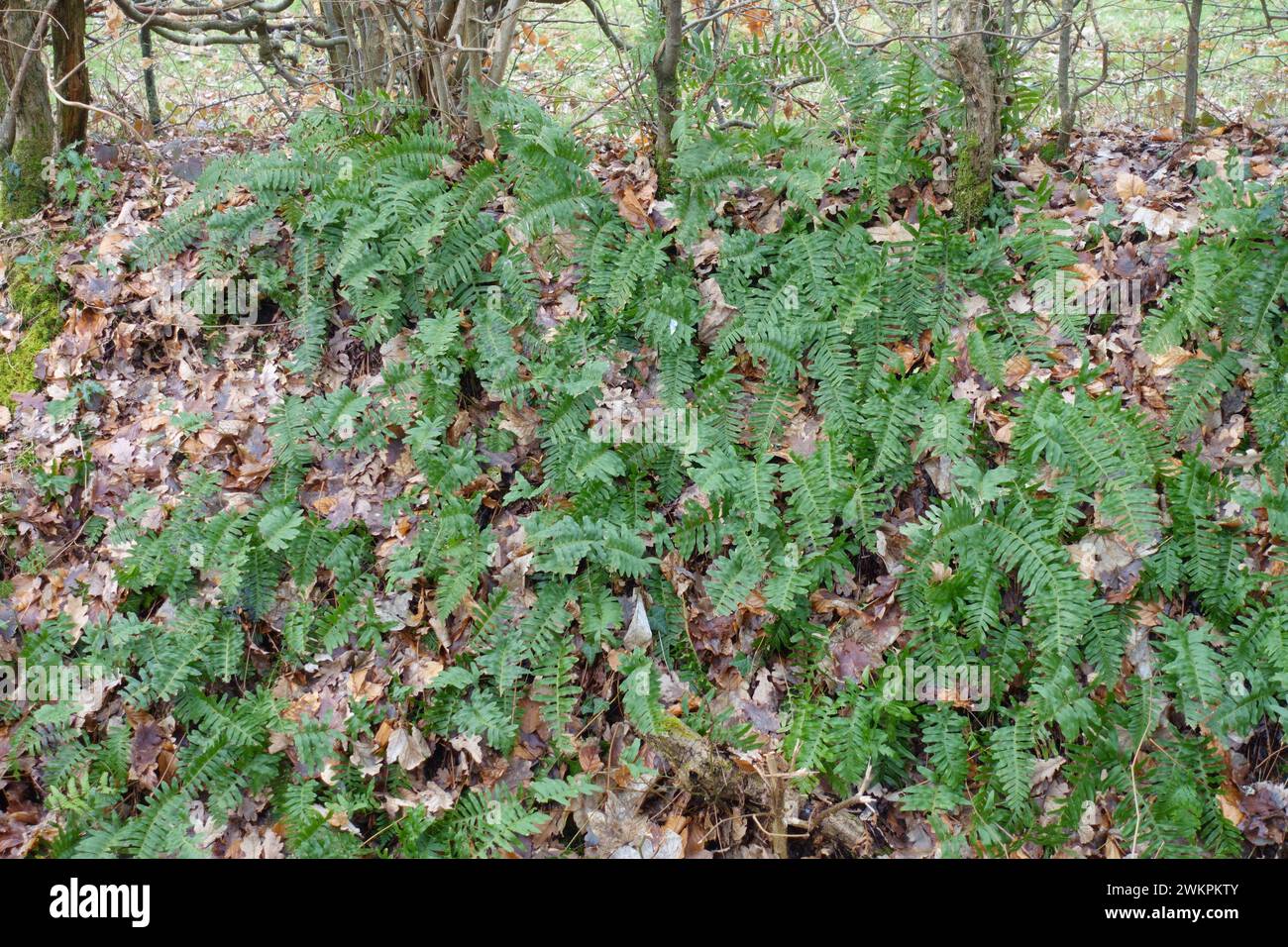 Common polypody (Polypodium vulgare) ferns browing on a hedge bank ...