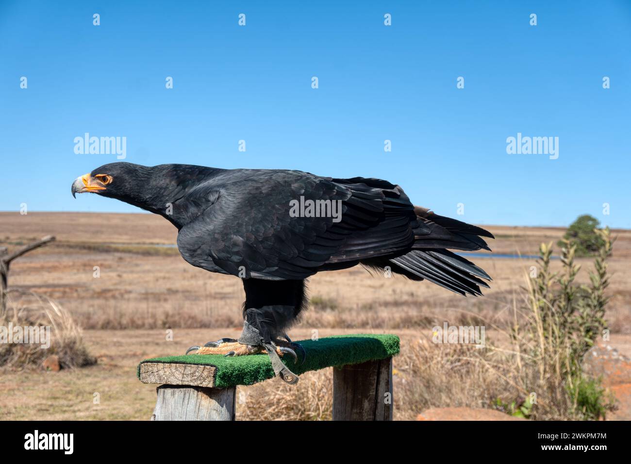 Verreaux's Eagle, bird sanctuary, falcon resting on a wooden fence ...