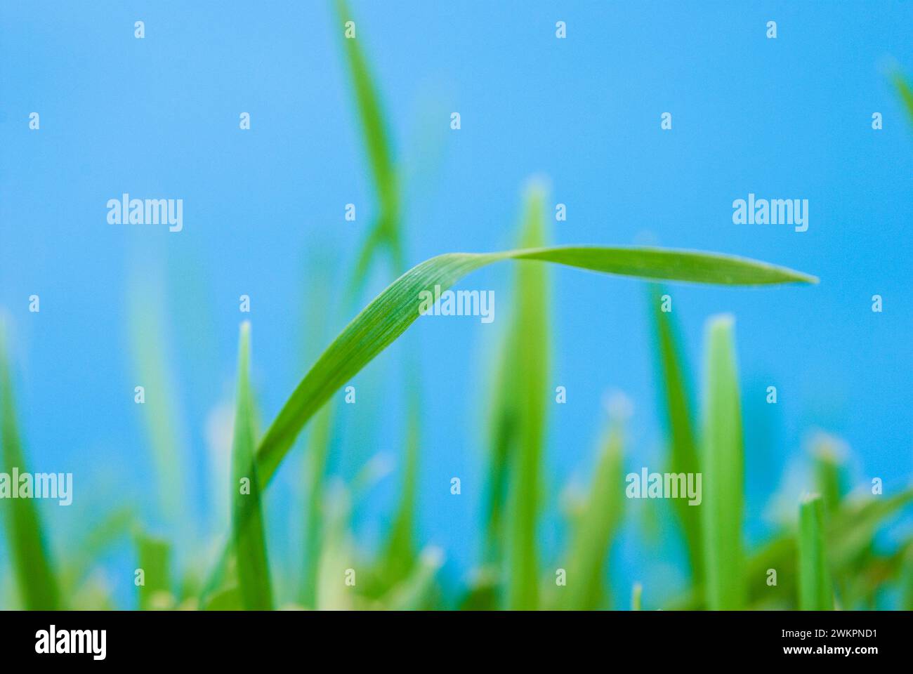 blades of grass Stock Photo - Alamy
