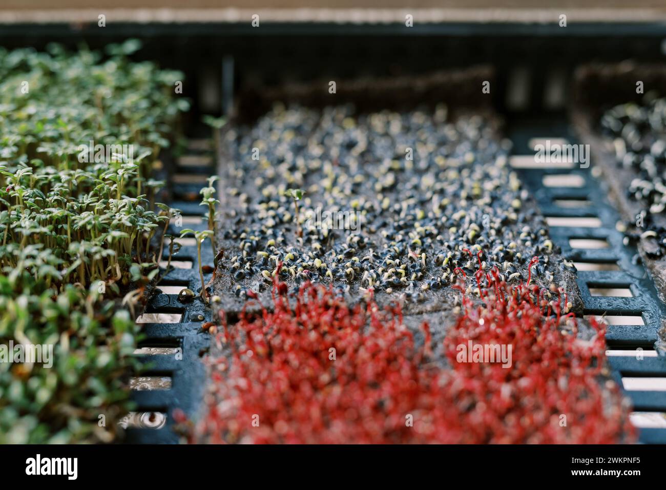 Small sprouts of onion microgreens sprouting in a box next to arugula ...