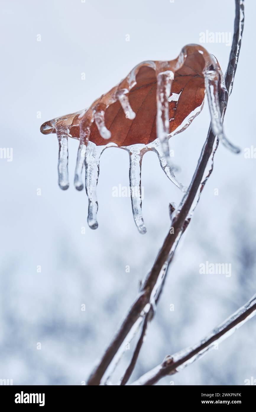 Icicles on twig formed during a freezing rain. Natural freezing rain ...