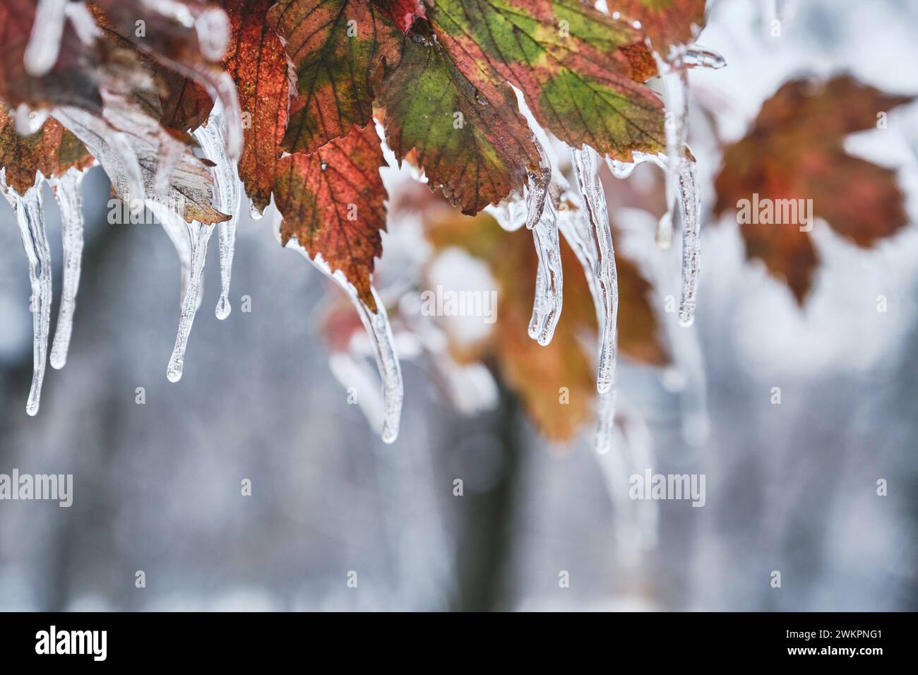 Icicles on twig formed during a freezing rain. Natural freezing rain ...