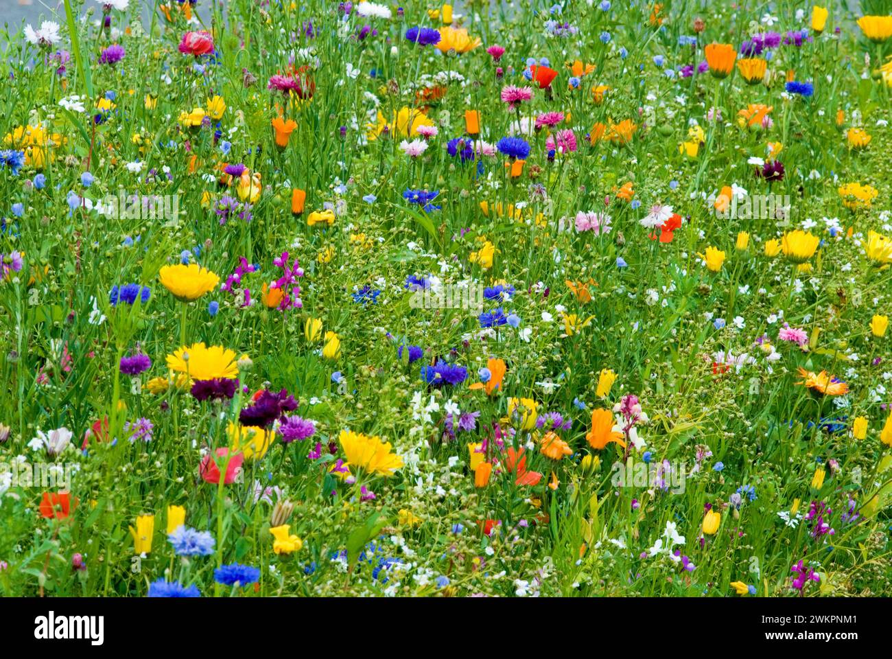Arten von blumen hi-res stock photography and images - Alamy