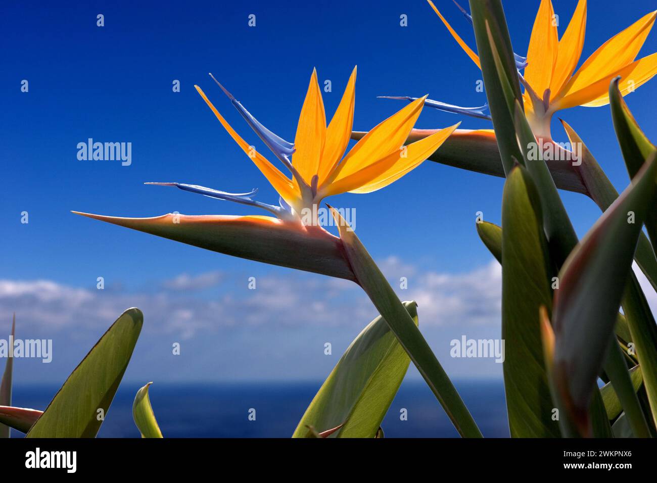 bird of paradise or crane flower (Strelitzia reginae) La Palma, Canary ...