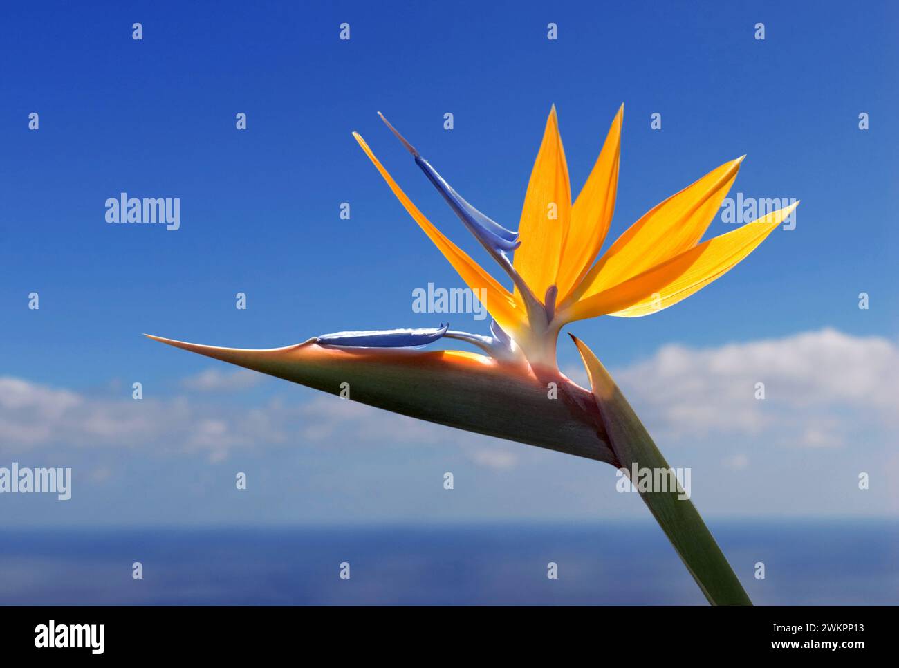 bird of paradise or crane flower (Strelitzia reginae) La Palma, Canary ...