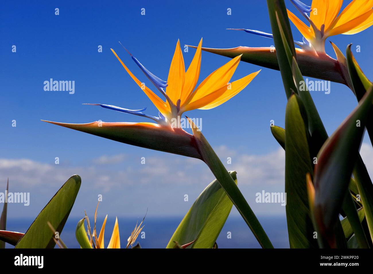 bird of paradise or crane flower (Strelitzia reginae) La Palma, Canary ...