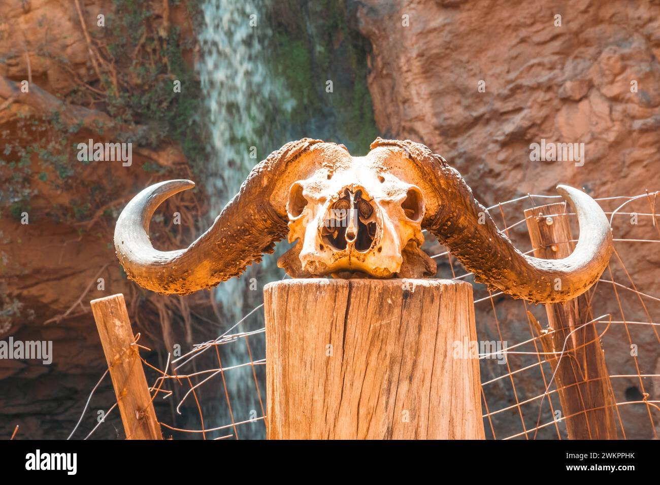 Dead buffalo hi-res stock photography and images - Alamy