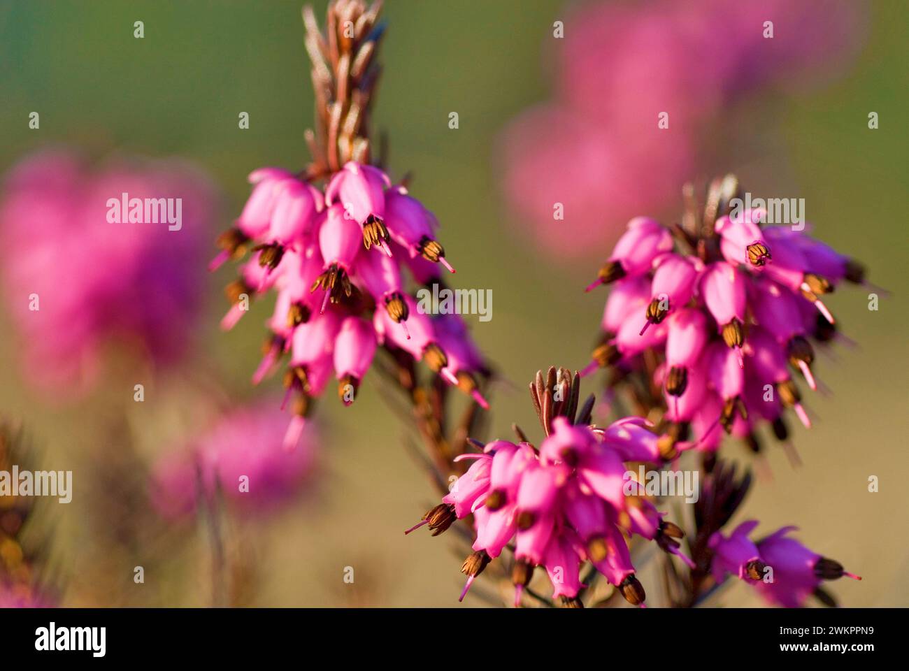 Winter Heath or Alpine Heath (Erica Carnea) in the alps near Lenggries ...
