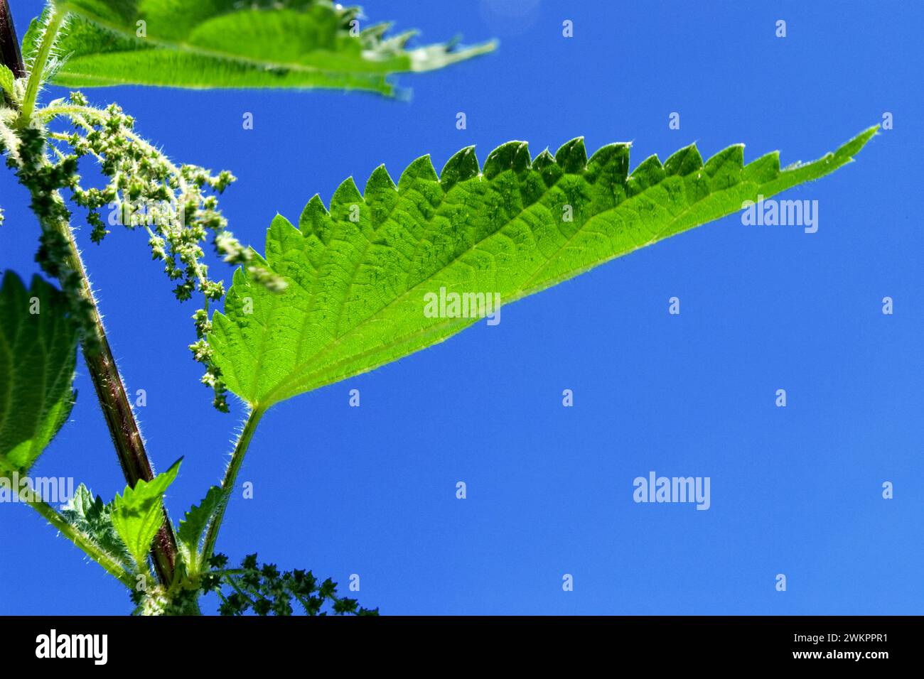 common, burn or stinging nettle plant (urtica dioica urens Stock Photo ...