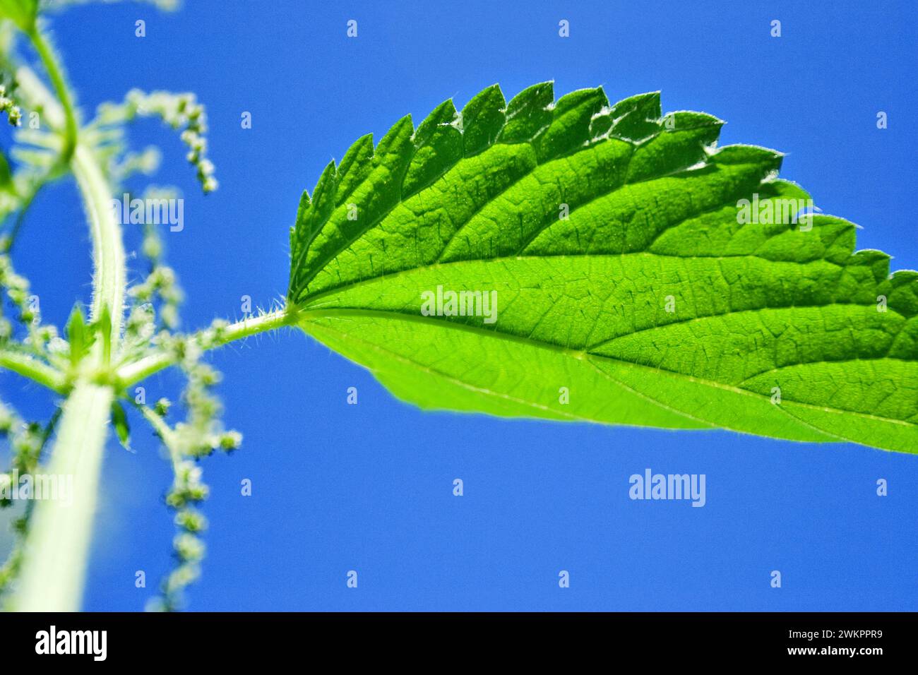 common, burn or stinging nettle plant (urtica dioica urens Stock Photo ...