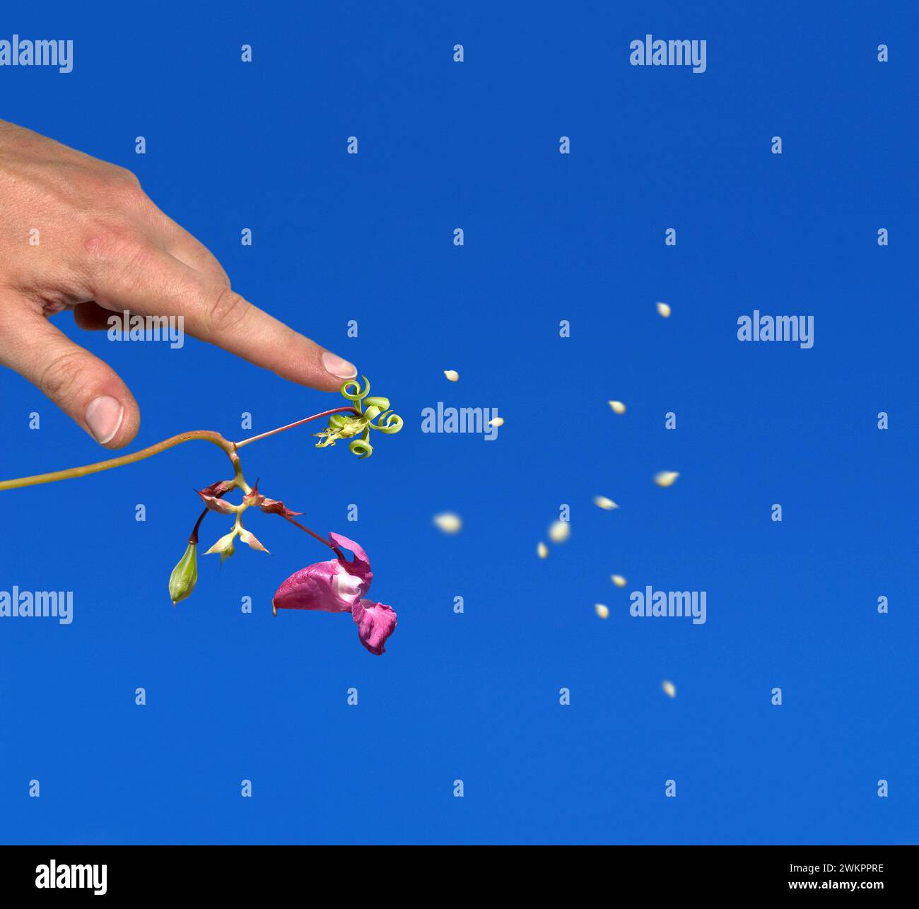 himalayan balsam (Impatiens glandulifera) exploding, popping, spreading ...