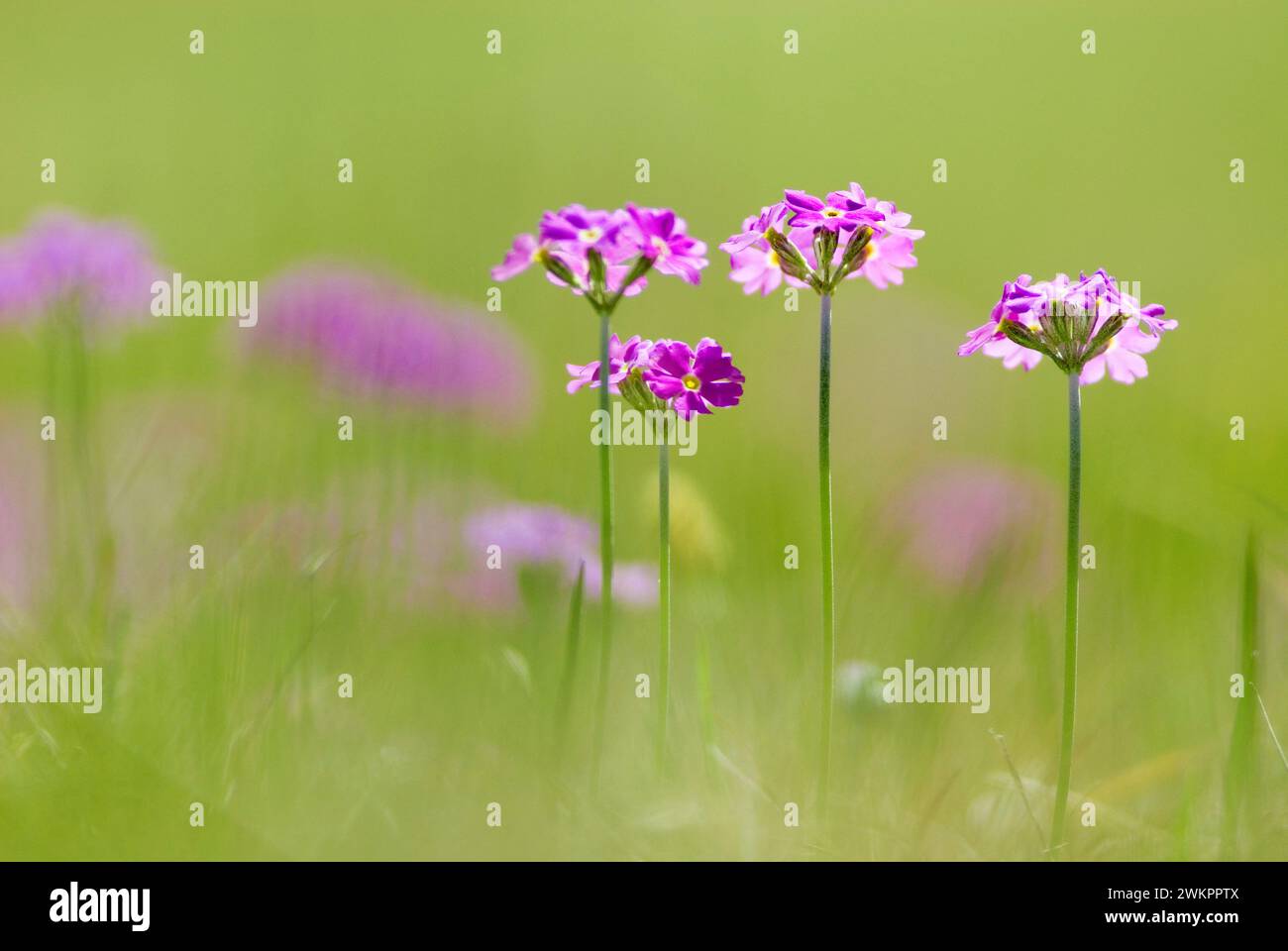 bird's-eye primrose (Primula Farinosa) on a mountain meadow near ...