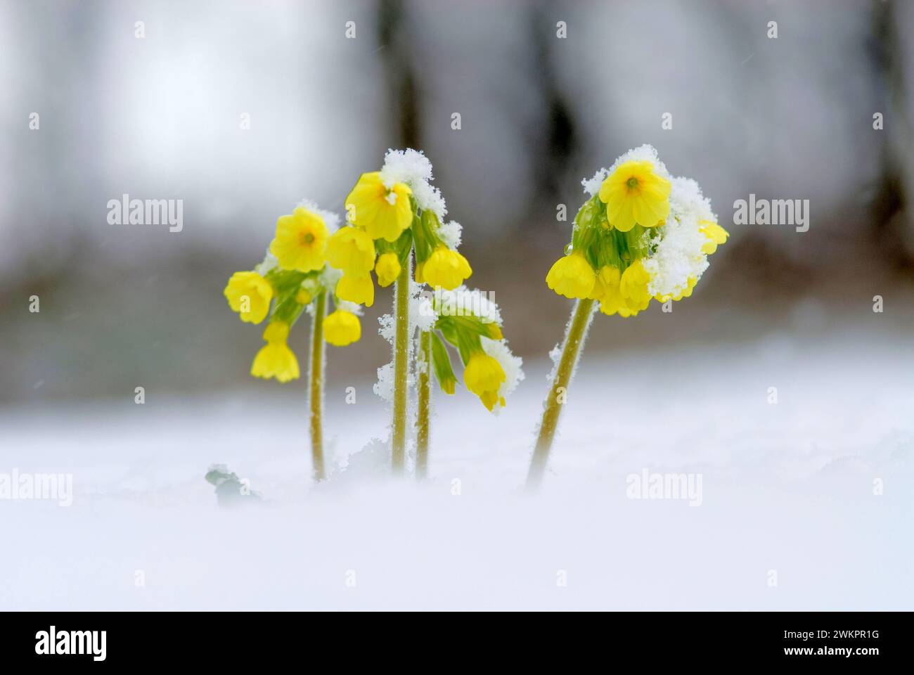 Primroses primula snow hi-res stock photography and images - Alamy
