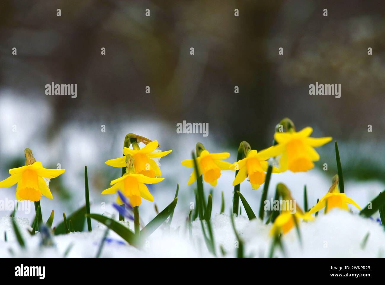 wild daffodil or Lent Lily (narcissus pseudonarcissus) in snow, Munich ...