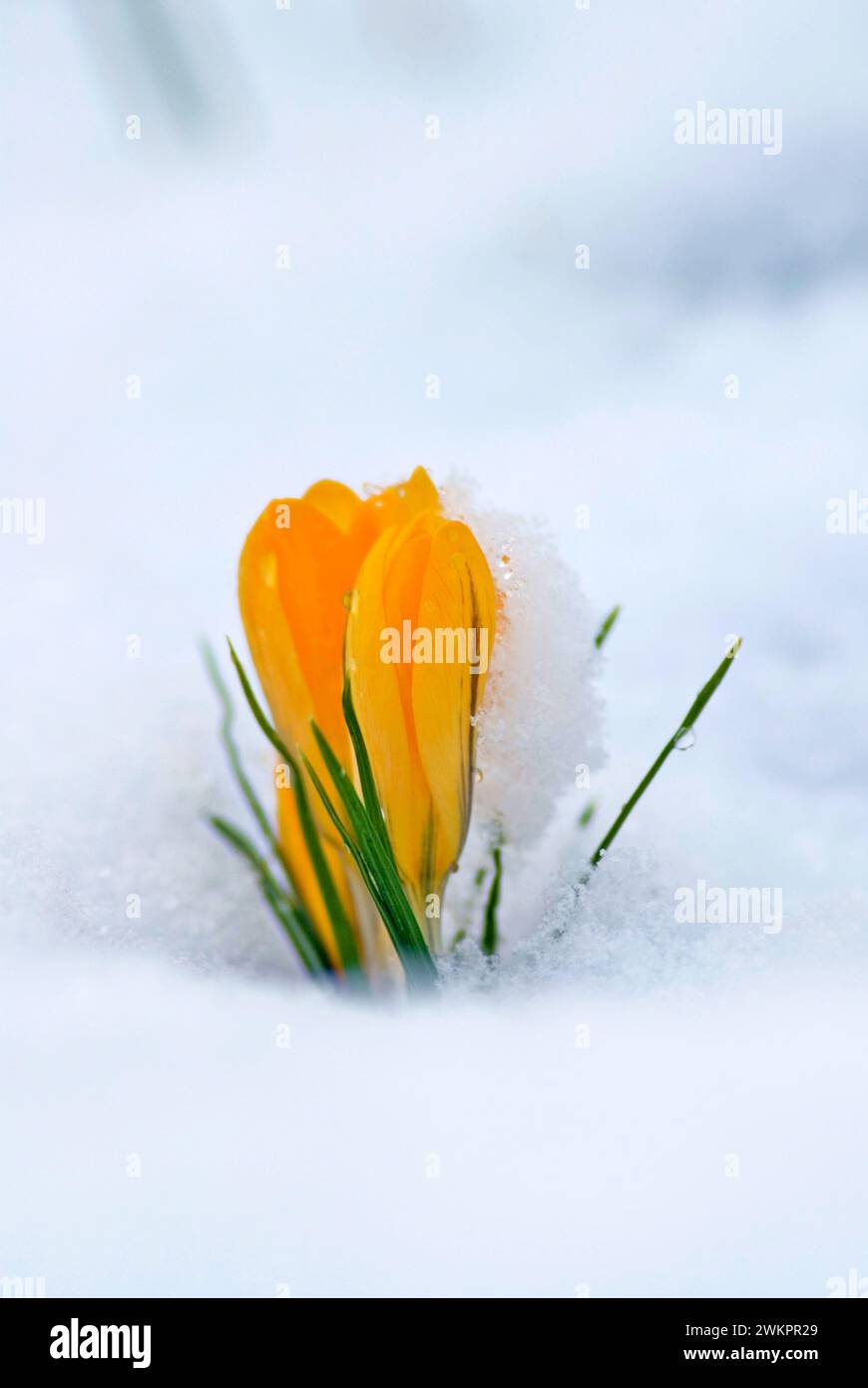 Gold-Krokus (Crocus flavus) yellow crocus Stock Photo - Alamy