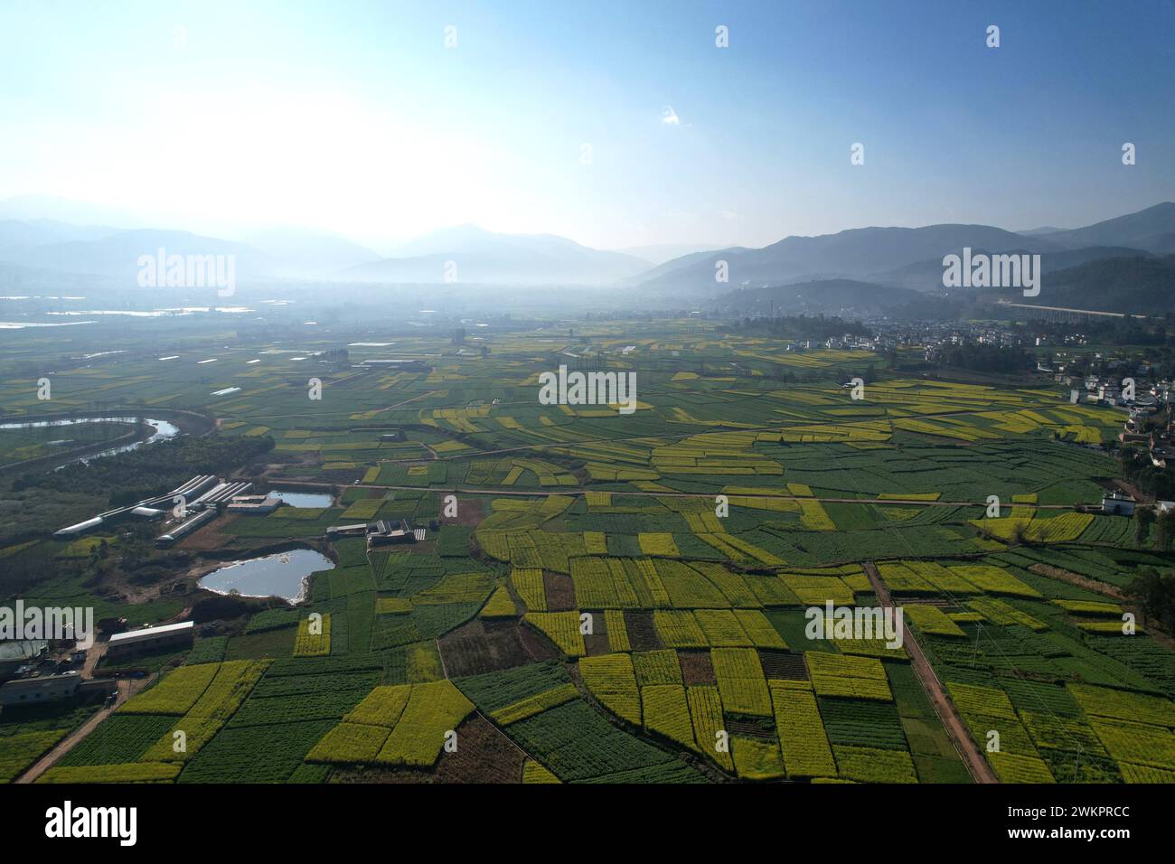 Aerial photo shows the cole flower field in Xinyun Village, Miaojie ...