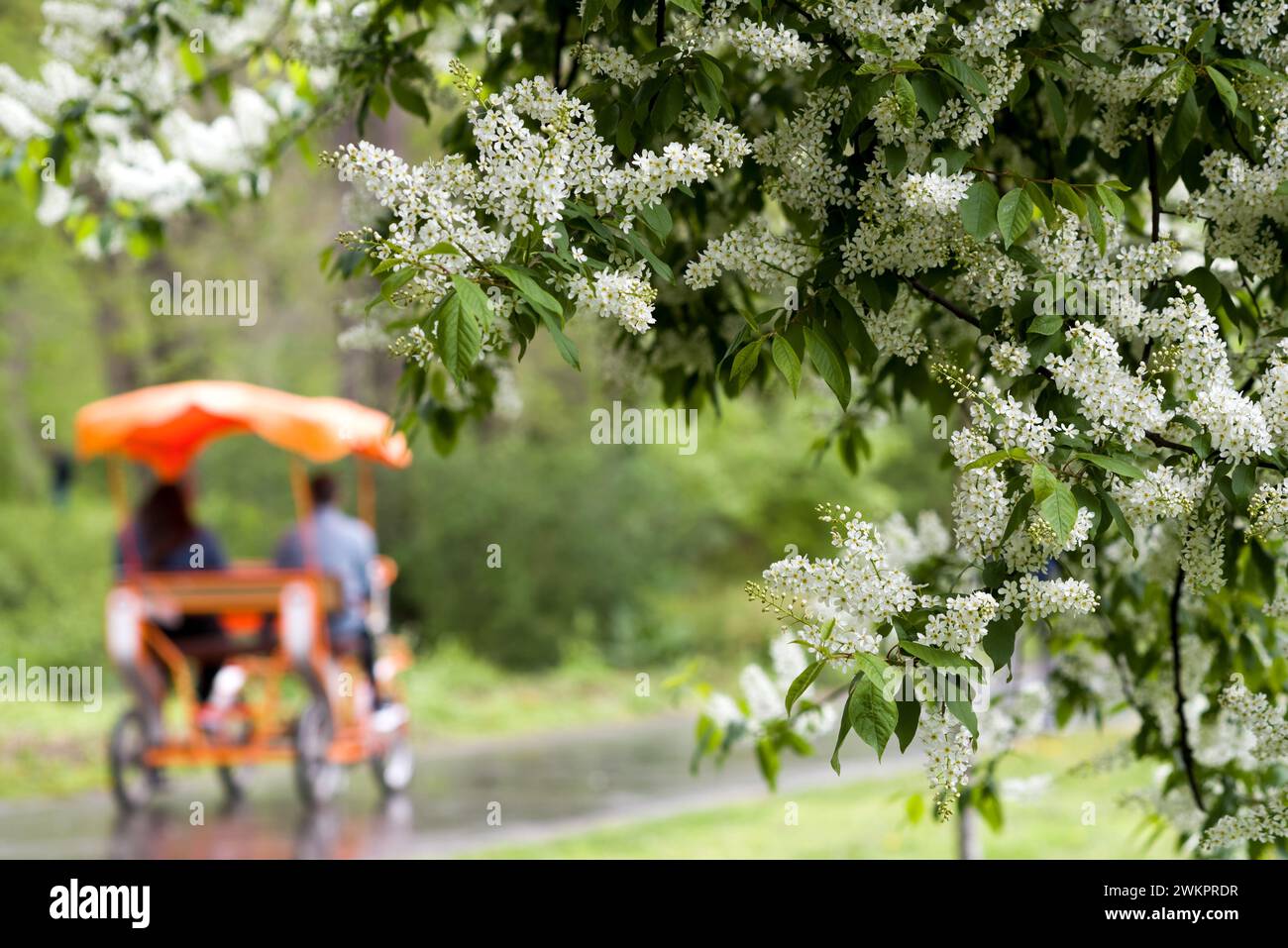 Blooming tree and defocused buggy in the park Stock Photo - Alamy