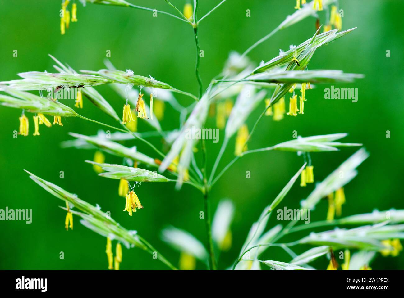 erect brome (Bromus erectus) Aufrechte Trespe, Altmühltal, Bavaria ...