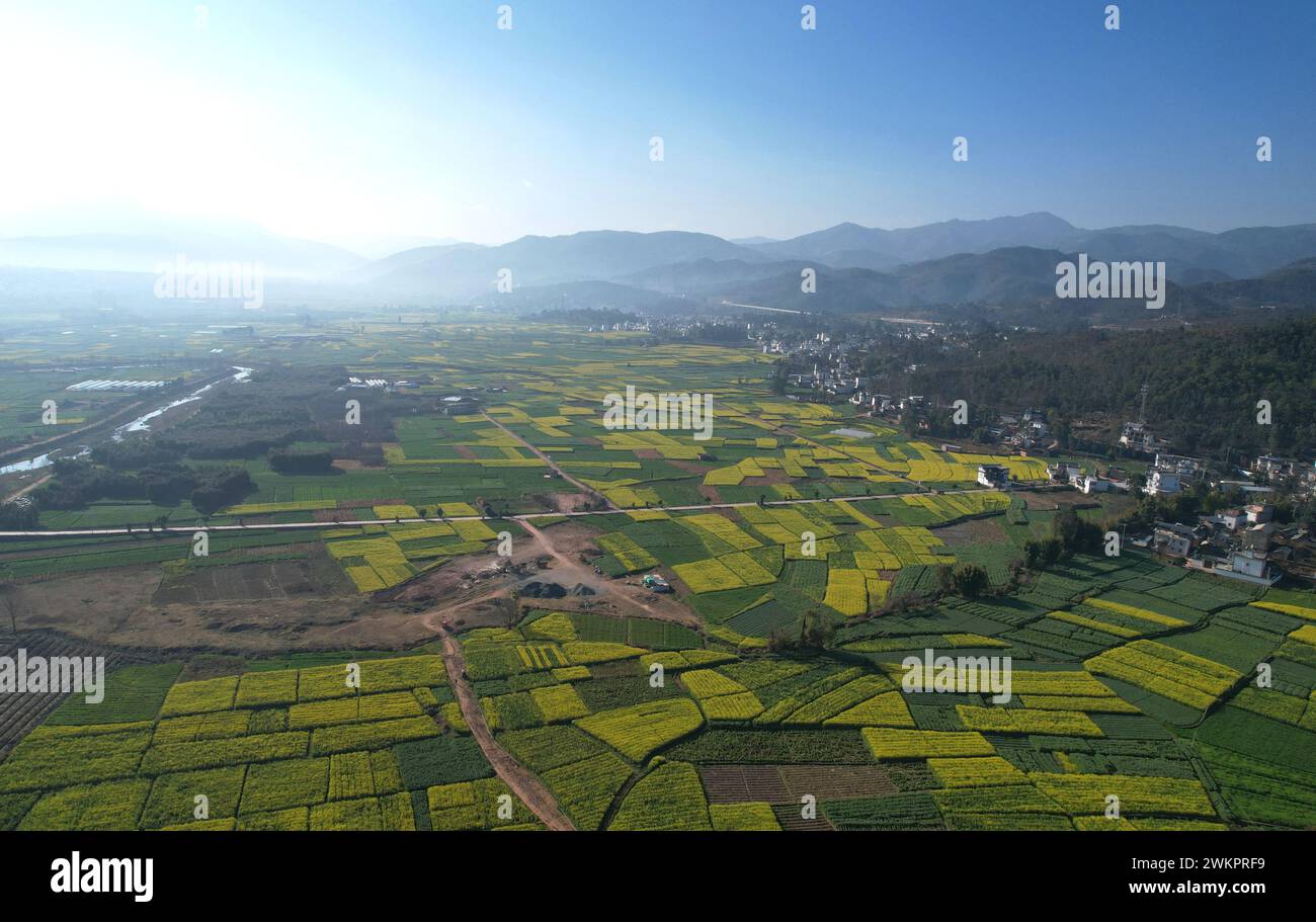 Aerial photo shows the cole flower field in Xinyun Village, Miaojie ...